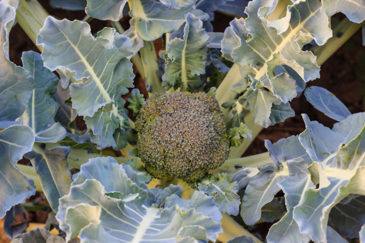 Human Cell Regeneration, Brain Cell Regeneration, 6 Best Cell ...