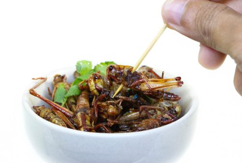 Insects a viable source to meet Protein demand
