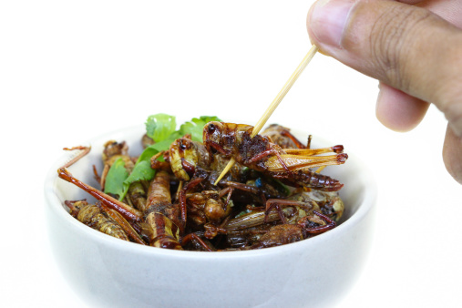 Insects a viable source to meet Protein demand