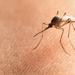 Deadly Mosquito Borne Illnesses traveling Americans should know
