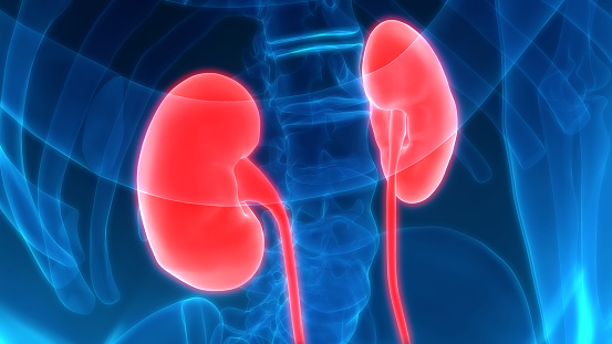 Swollen Kidney (Hydronephrosis) Causes, Symptoms and Treatment