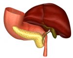 Bile function and liver: Foods that help increase bile production