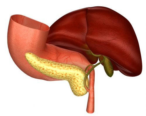 Bile function and liver: Foods that help increase bile production