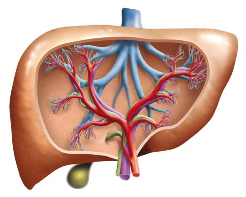 Primary biliary cirrhosis: Causes, symptoms, and treatment