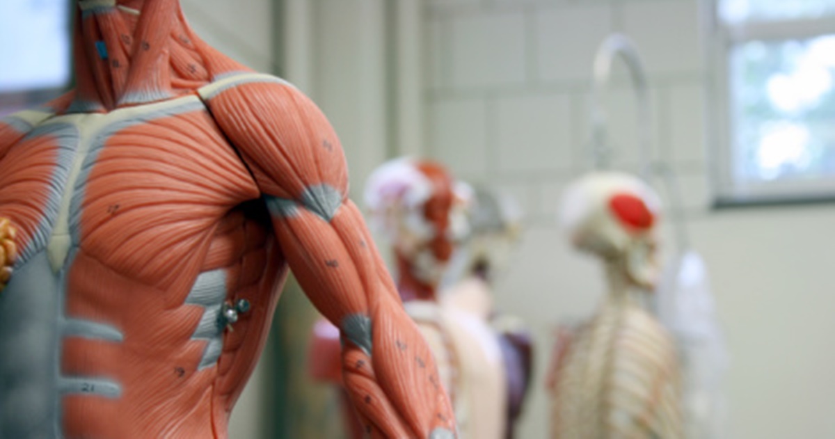 New research on muscle regeneration in old cells proves insightful