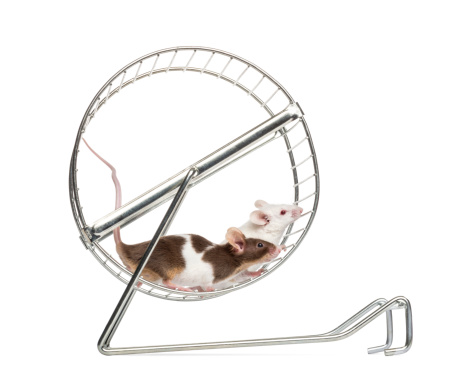 Running increases bone density in obese mice: Study