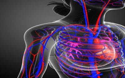 21 Circulatory System Diseases: Causes, Symptoms and Risk Factors