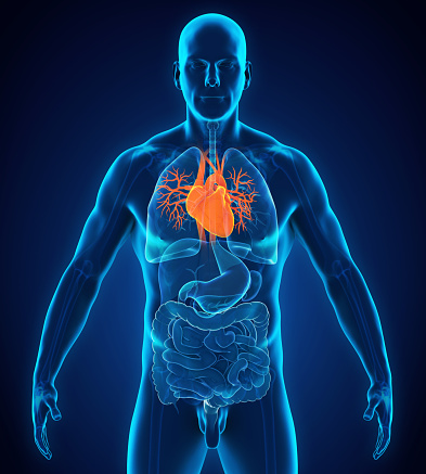 How to prevent right atrial enlargement: Causes, symptoms, diagnosis ...