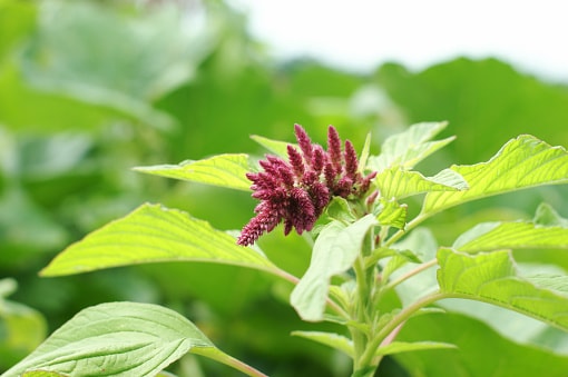 Health Benefits of Amaranth