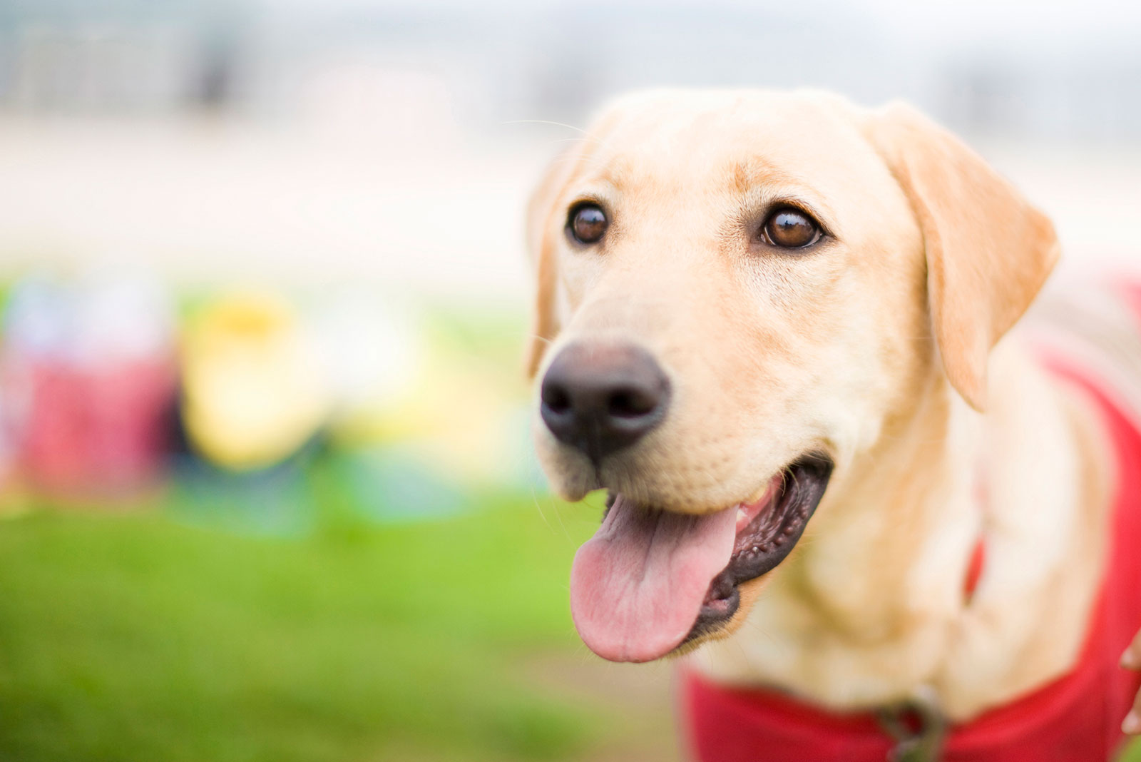 Assistance Dogs Can Be a Game-Changer for the Hearing Impaired